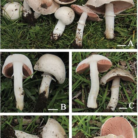 Pdf Species Of Agaricus Section Agaricus From China