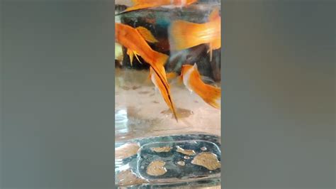 Beautiful Kohako Swordtail Youtube