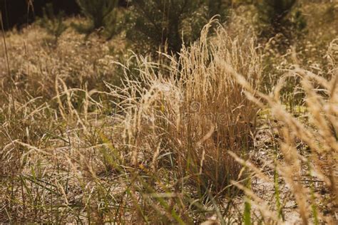 Beautiful Soft Focused Dry Grasses And Plants Stock Image Image Of Holidays Hour 230608949