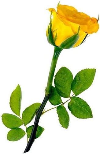 Free Yellow Rose Png Download Free Yellow Rose Png Png Images Free Cliparts On Clipart Library