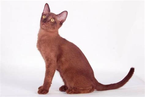 ‘แมว มงคลโบราณ 5 สายพันธุ์ไทยแท้