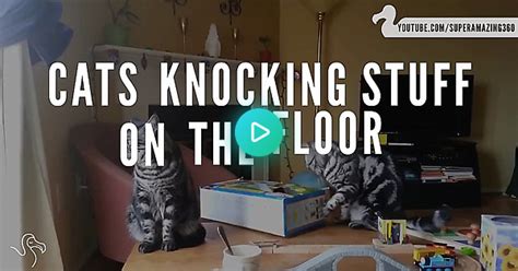 Cats Knocking Stuff On The Floor  On Imgur