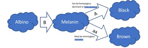 Topic 7 Genetics Populations Evolution And Ecosystems Flashcards Quizlet