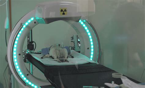 Vtron™ Delivers Diagnostic Imaging To Singapores Bird Paradise