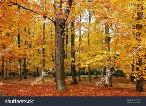Trees Park Leaves Turning Yellow Typical Stock Photo Shutterstock
