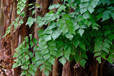 Premium Photo A Tree With Green Leaves And The Word Ivy On It