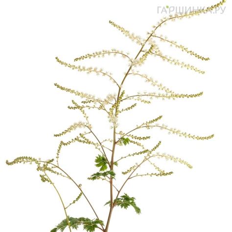 Арункус купить онлайн в Москве по низкой цене интернет магазин Гаршинка