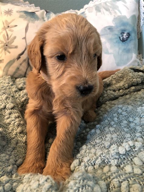 Goldendoodle Puppies For Sale Andover Ks 278484