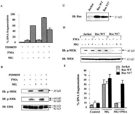Figure 1 From Phorbol 12 Myristate 13 Acetate Protects Jurkat Cells From Methylglyoxal Induced