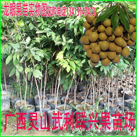 无核龙眼苗无核龙眼种植前景无核沃柑苗大山谷图库