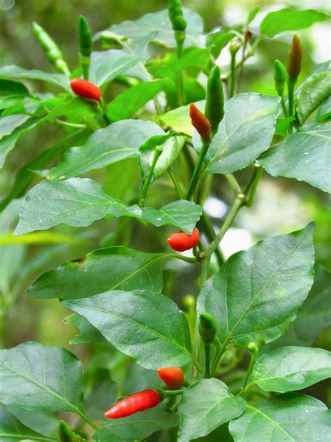 Chili Philippine Herbal Plant Bird Food Plant