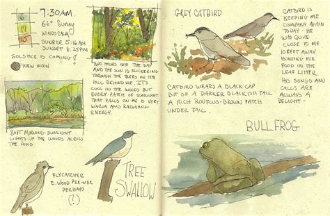 Jan Blencowes Sketchbook Hypothesis Nature Journal Entry June 17 2015