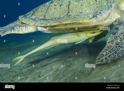 Turtle Shell Underneath