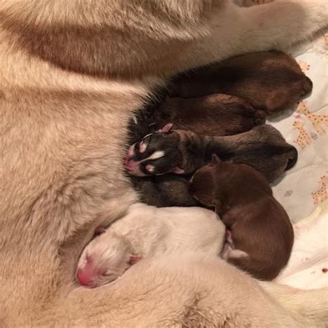 Happy 5th Birthday To Denali Jasper Blues Siberians