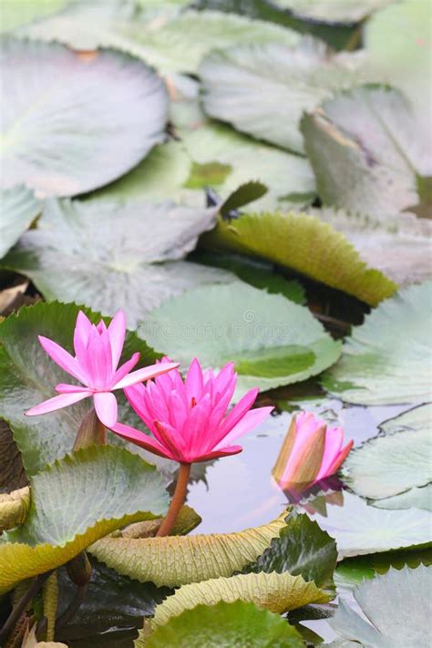 Red Indian Water Lily Are Blooming In The Pond Stock Image Image Of