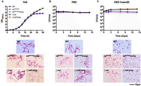 Growth Starvation Survival And Cell Size Phenotypes Of Mycobacterium