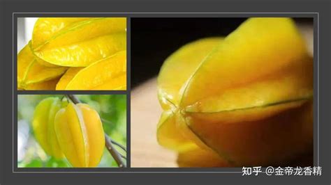 香精与香料171—杨桃 知乎