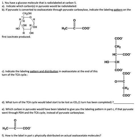1 You Have A Glucose Molecule That Is Radiolabeled At Carbon 5 A Indicate Which Carbon S In