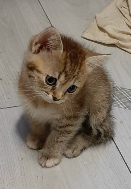 Три котенка две девочки и мальчик ждут своих мам и пап Возраст 2 5 месяца Кушают все и ходят