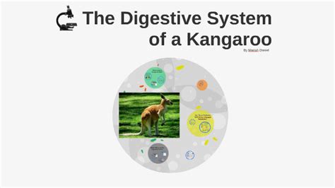 The Digestive System Of A Kangaroo By Mariah Daniel On Prezi