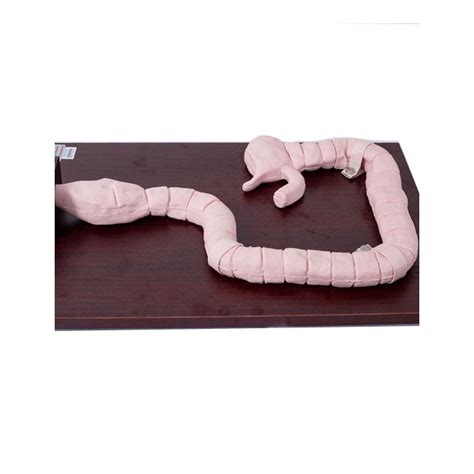 Colonoscopy Training Model