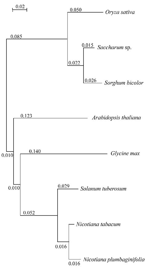 Partial Phylogenetic Comparisons Between The Phyb Sequence From Download Scientific Diagram