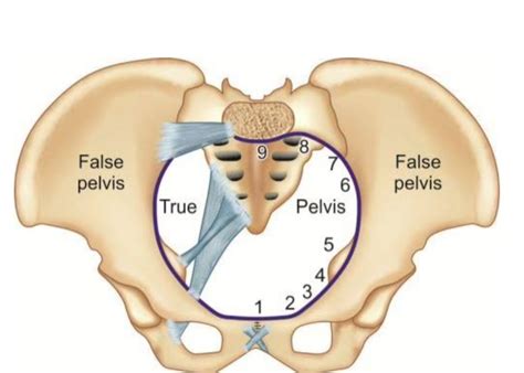 Nursing Landmarks Of The Brim O Sacral Promontory O Sacral Ala Or