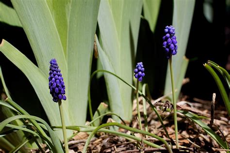 무료 이미지 잔디 녹색 식물학 플로라 야생화 2011365 히아신스 매크로 사진 꽃 피는 식물 식물 줄기