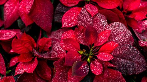 Best Flower Bing Wallpapers Bing Daily Images · Peapix