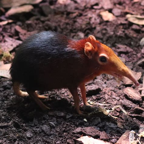 Black And Rufous Sengi