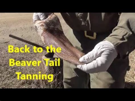 Back To The Beaver Tail Tanning Youtube