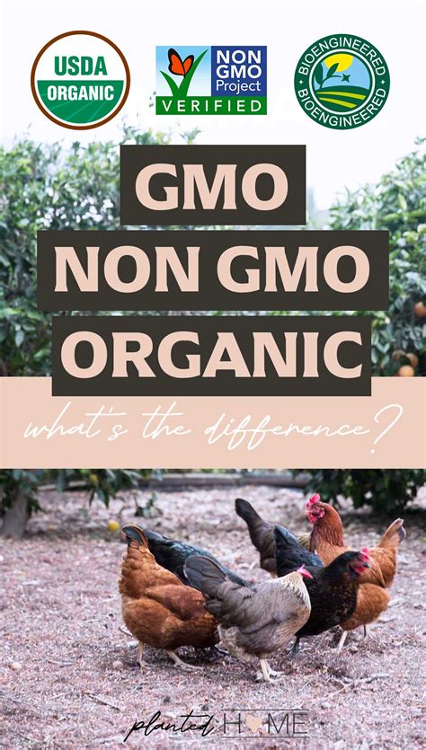 Gmo Non Gmo Organic Whats The Difference Planted Home