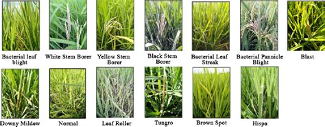 Figure 1 From A Cross Domain Hybrid Model For Paddy Disease Classification Semantic Scholar