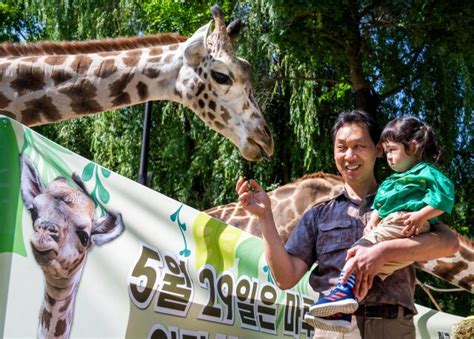 에버랜드 330㎝ 아기 기린 마루의 첫 생일 축하해요 아주경제