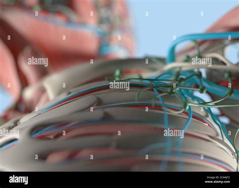 Anatomy Body Model Extreme Close Up Selective Focus Human Anatomy