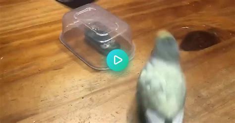 Derp Bird And A Wholesome Reddit Moment Album On Imgur