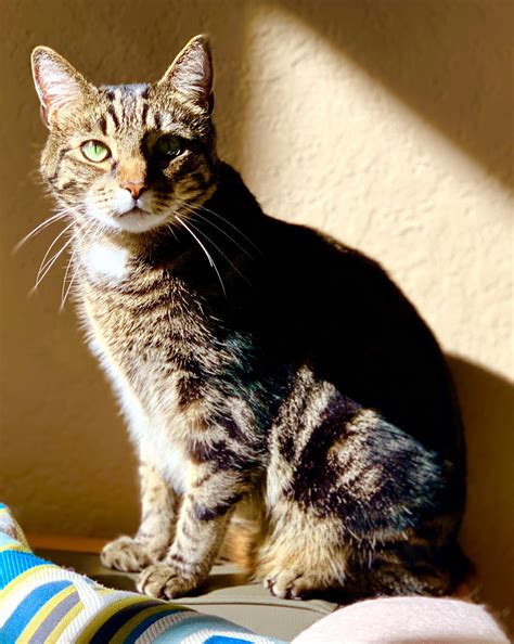 My Asshole Cat “korben Dallas” R Aww