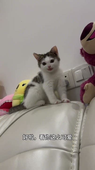 邪恶小猫其实很会撒娇喔 萌宠出道计划 这小猫谁养谁不迷糊啊 小李子猫罐 邪恶鼻嘎 Youtube