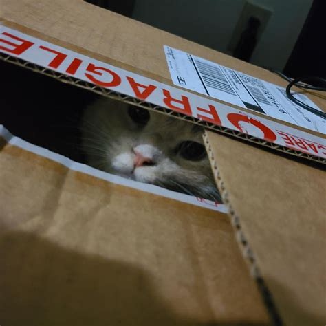 Sneaky Kitty Rcatsinboxes
