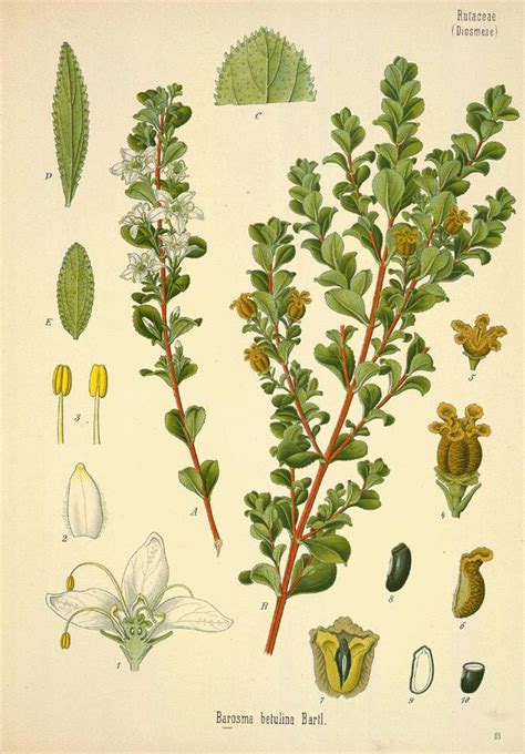 The Herb Hound: BUCHU