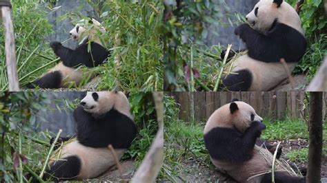 成都熊猫谷里午睡后吃竹子的中国国宝熊猫 视频素材下载 编号 30611971 光厂 Vj师网