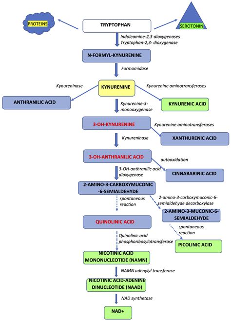 Samhlacha Anorexia Nervosa