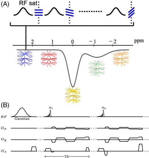 A Scheme Of The Steady‐state Saturation‐transfer Acquisition Scheme