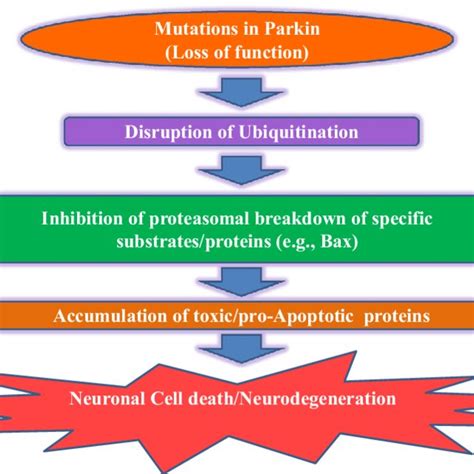 Pathophysiology Of Creutzfeldt Jakob Disease Cjd Factors Like