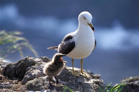 우리의땅 새들의 고향 독도 네이버 블로그