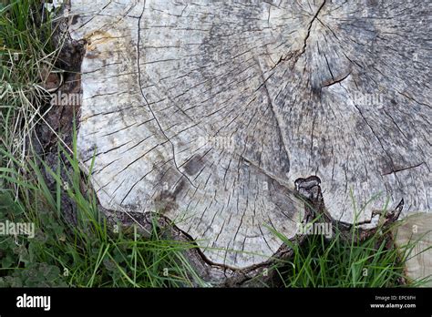 Cross Section Tree Stock Photos Cross Section Tree Stock Images Alamy