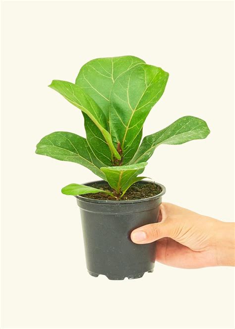 Ficus Lyrata Leaf