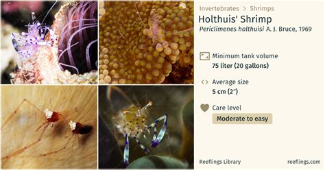 Holthuis Shrimp Periclimenes Holthuisi Complete Care Guide Reeflings