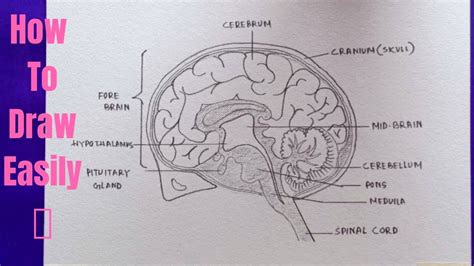 Simple Brain Diagram