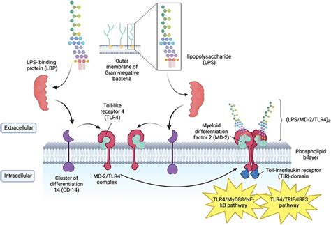 Toll‐like Receptor 4 Tlr4 Signal Pathway Highlighting Key Molecular Download Scientific